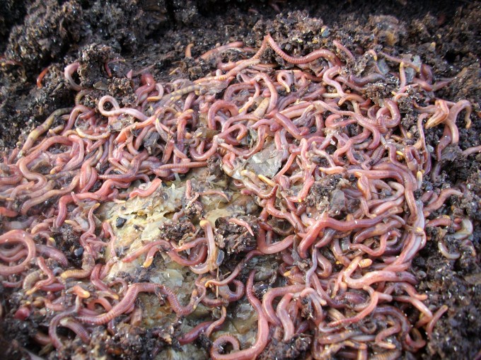 Our Products | Central Wormworx Ltd